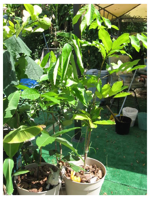 Rambutan seedlings update