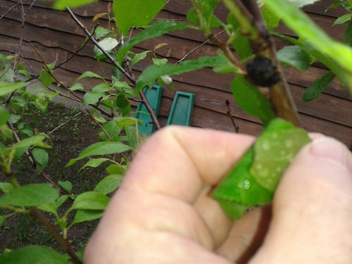 Is my Italian Plum Tree dying?