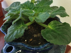 Repotted new african violet and all leaves drooping
