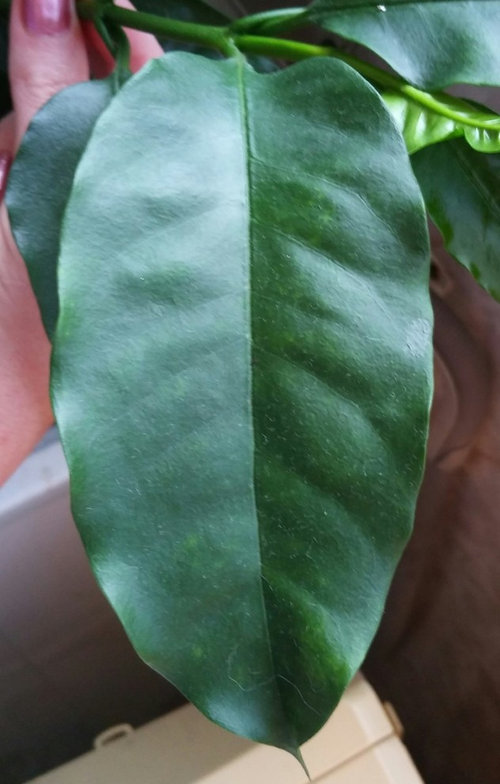 Hoya Multiflora varieties?