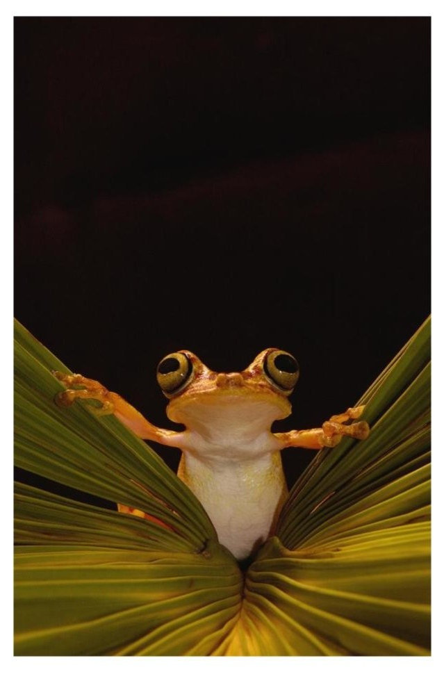 "Chachi Tree Frog, Choco Rainforest, Ecuador" Paper Art, 18"x26 ...