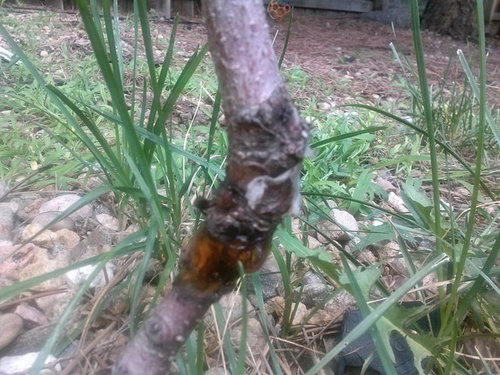 Nectarine tree with damage on trunk and yellowing leaves
