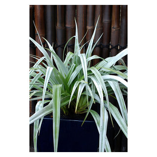‘Silver Shadow’ Compact Astelia - Miami - by Sunset Western Garden ...