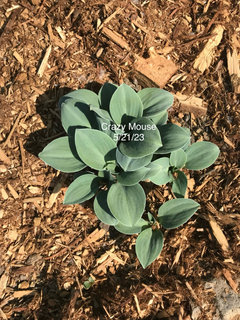 Hosta C 2023 .............................