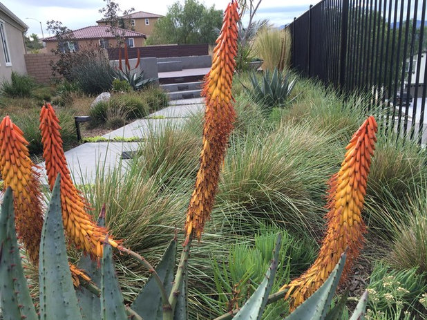 8 Native Grasses and Sedges for Southeastern Gardens