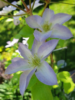 2019 Clem flower show