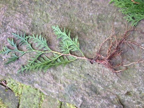 Arborvitae rooted cuttings Green Giant and Emerald Green