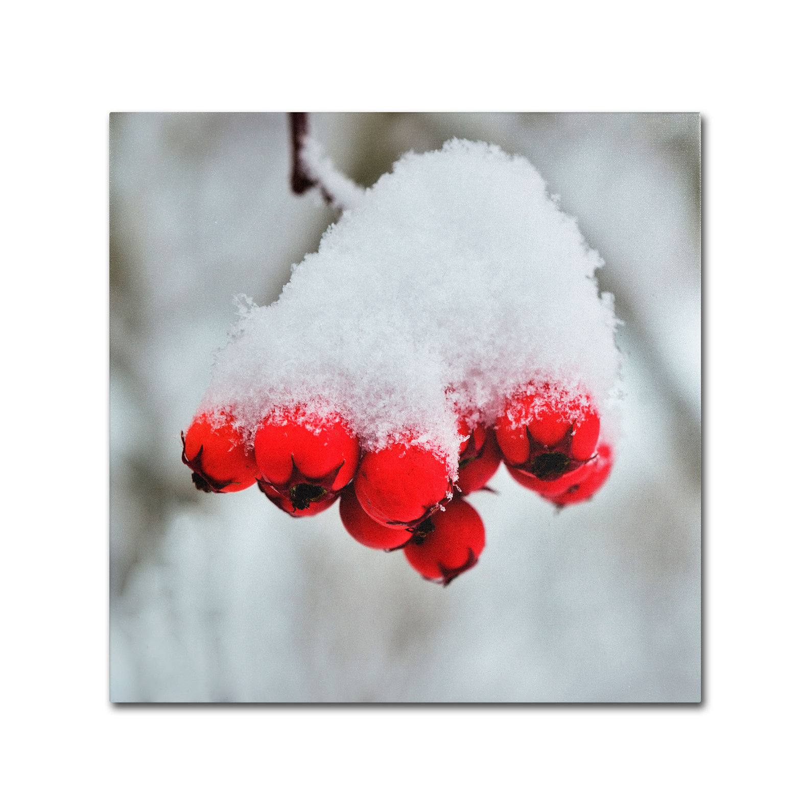 'Winter Berry Close-Up' Canvas Art by Kurt Shaffer, 24" x 24 ...