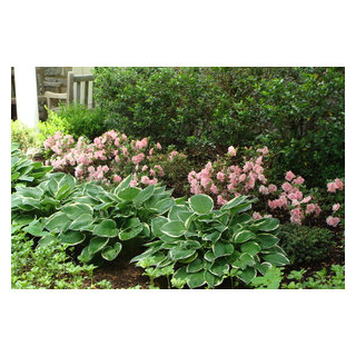 Entrance planting of holly, Azalea 'Nancy of Robin Hill' & Hosta ...