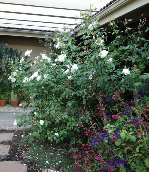 Snowbird | Houzz Forum
