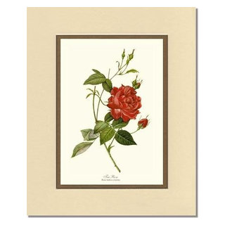 Vintage Botanical Rose Art Print: Tea Rose, 11x14 Print - Traditional ...