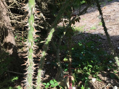 Cressida identification?