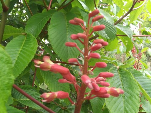 Dwarf Red Buckeye Tree Nuts or Seeds