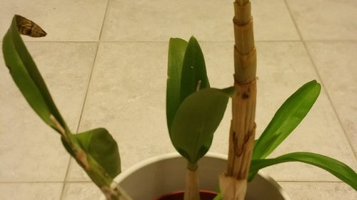 cane rotting dendrobium