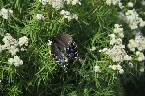 Midwestern native mint
