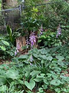 Hosta V 2022 .........................