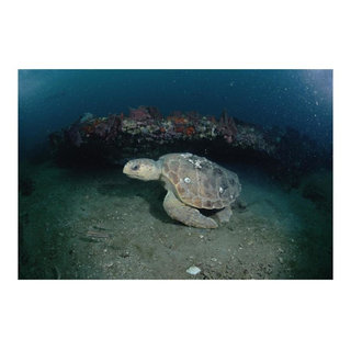 Loggerhead Sea Turtle On Coral Reef, Grey'S Reef Nms, Georgia-Paper Art ...