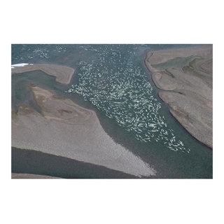 Beluga Whale, Hundreds Swim And Molt In Freshwater Shallows, Nwt ...