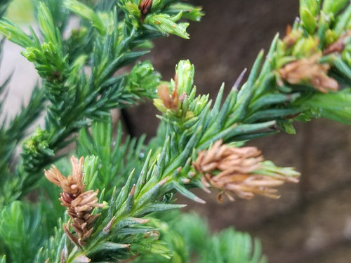 Cryptomeria Black Dragon problem?