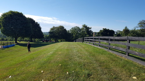 Planting a 100' treeline privacy fence