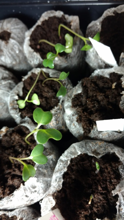 Tomato seedlings - leaves are curling downward...Are they OK?