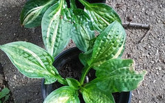 Trip to Fox Hosta Farm | Houzz Forum