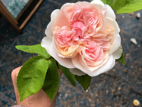 Rose identification please