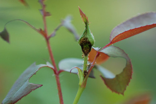 Why are my rose buds crying?