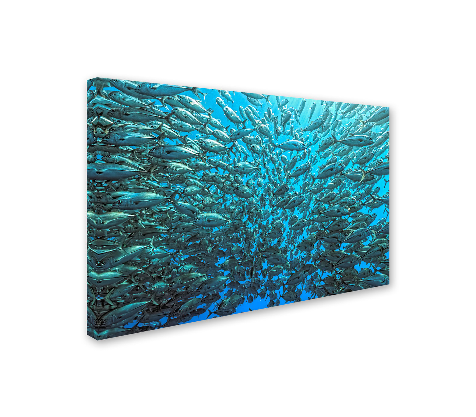 Henry Jager 'Split School Of Jackfish' Canvas Art, 16x24 - Beach Style ...