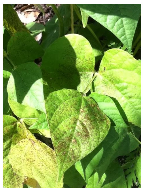 Pole Bean Disease