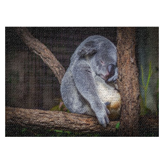 Koala Area Rug, 5'0"x7'0" - Tropical - Novelty Rugs - by Ahgly Company ...