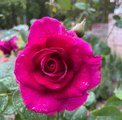 Purple Prince rose