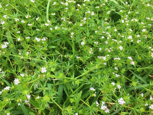 What weed is this?