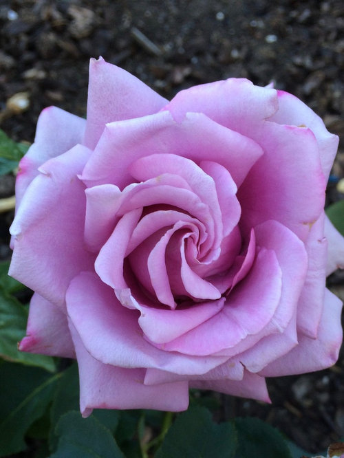 Roses after last week's heat