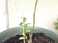 Why is my lemon tree not growing any branches?