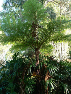 Best Tree Fern for Orlando Area?