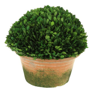 Mark Roberts Spring 2020 Boxwood Topiary in Pot, 12" - Contemporary ...