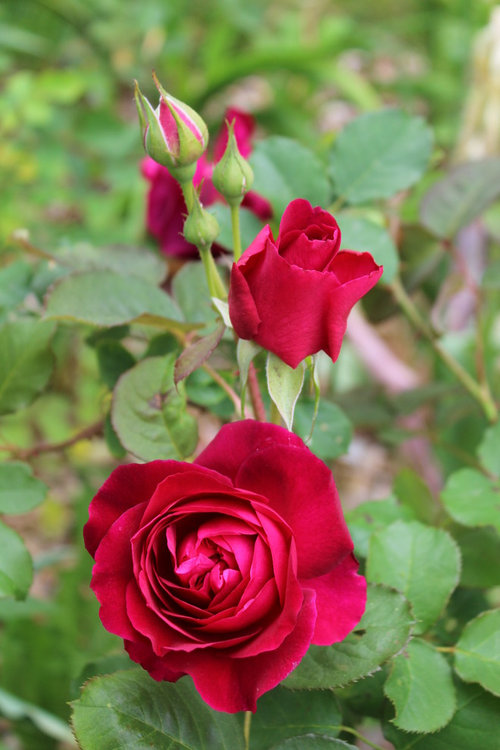 DA Roses Blooms from Today