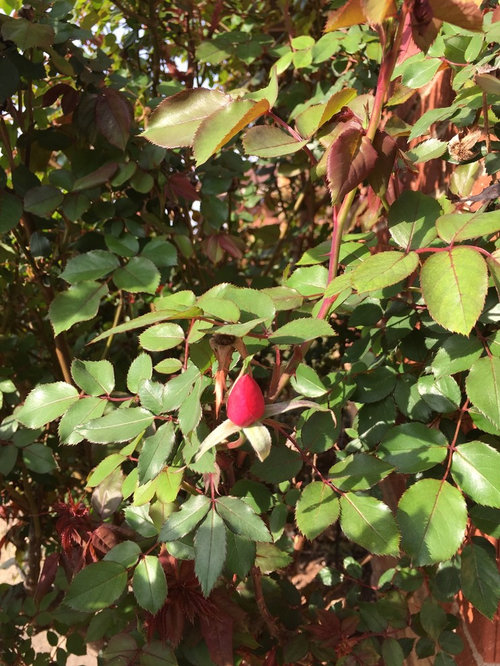 Help identifying rose bush | Houzz Forum