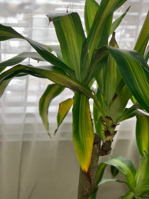 I need help with my indoor yuka plant