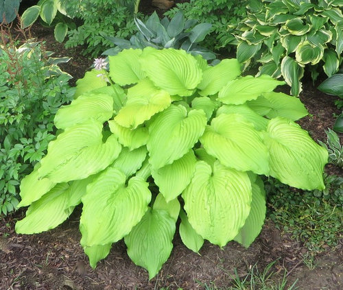 Some Photos of Official Benedict Garden Performance Nominees