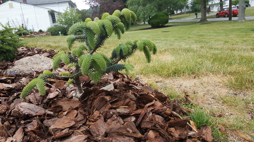 How and when to stake a young conifer graft?