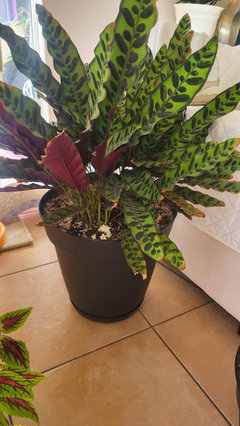 Calathea lancifolia blooms