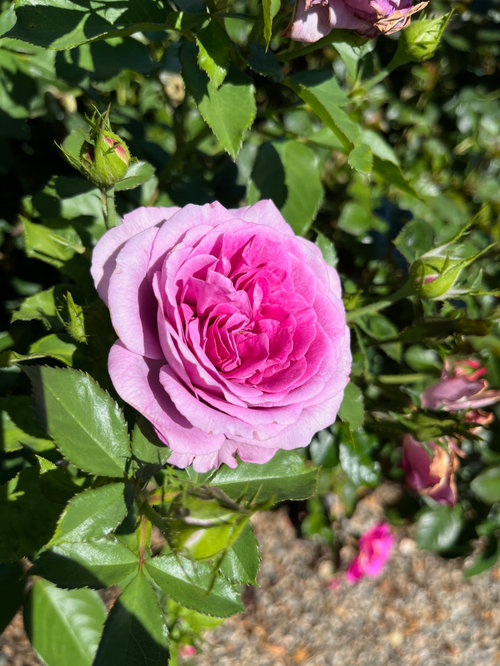 Is anyone growing the rose Sweet Madame Blue? | Houzz Forum