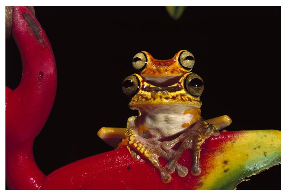 Chachi Tree Frog Pair, Cotacachi-Cayapas Reserve, Northwest Ecuador ...