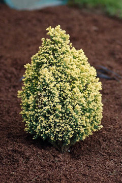 Some Yellow Conifers