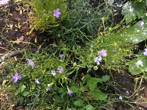 This scallop edged plant growing among my perennials....