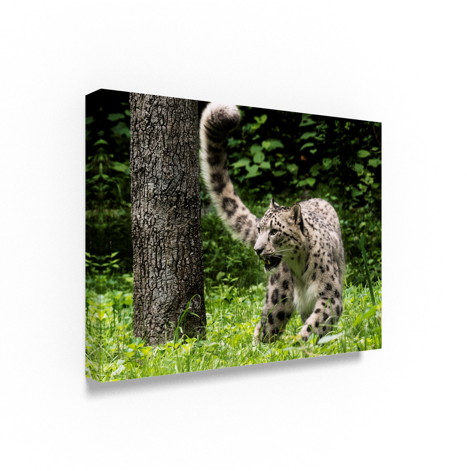 "Snow Leopard Running" by Robert Michaud, Canvas Art, 19"x14 ...