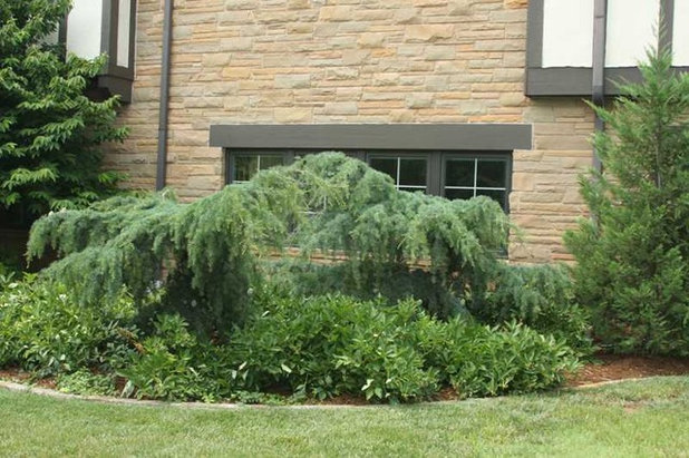 10 Evergreens for Beautiful Foliage All Year