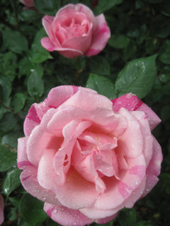 The best striped roses?